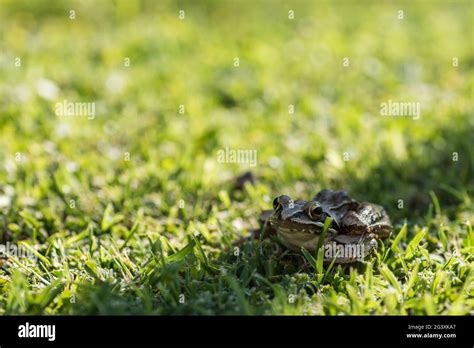 Little Brown Grass Frog Sitting In The Shadow Stripe In The Sun And