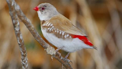 The Diamond Firetail A Beautiful And Unique Bird Finch Magazine
