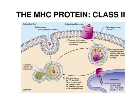 Ppt The Immune System Powerpoint Presentation Free Download Id 793228