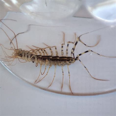 Giant House Centipede Photo House Centipede Scutigera Coleoptrata