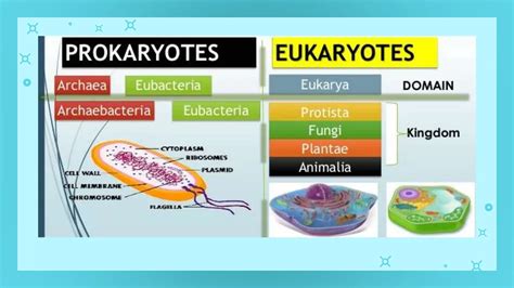Genbio1w2l1 Cell Types And Cell Modificationpptx