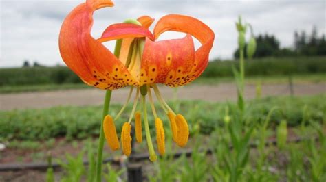 Lilium Pardalinum Sevenoaks Native Nursery