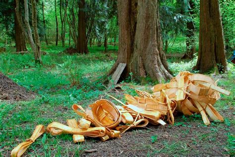 Bark Harvest A Seasonal Woodland Ritual Nick Mcmillen