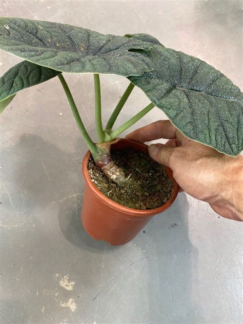 Alocasia Melo Big Leaves Furniture And Home Living Gardening Plants