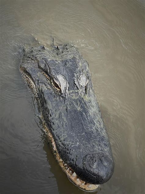 Up Close Of American Alligator Rwildlifephotography