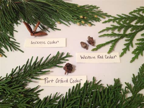 Western Red Cedar Elise Krohn Wild Foods And Medicines