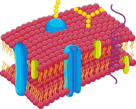 Cell Membrane Transport Hypertonic Hypotonic Isotonic 9th 10th