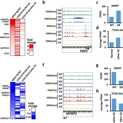 Post Meiotic Sex Chromatin A Immunofluorescence Pictures Of A Round Download Scientific