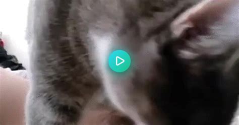 My Morning Alarm Clock  On Imgur