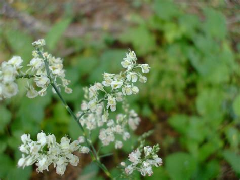 Polygonella Americana Is An In Defense Of Wildflowers