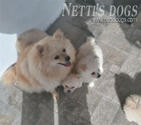 Продавам Кучета Немски шпиц София цена Договаряне Мини Шпиц