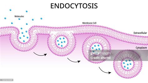 Endocytosis Process Cells Absorb External Material Molecule By