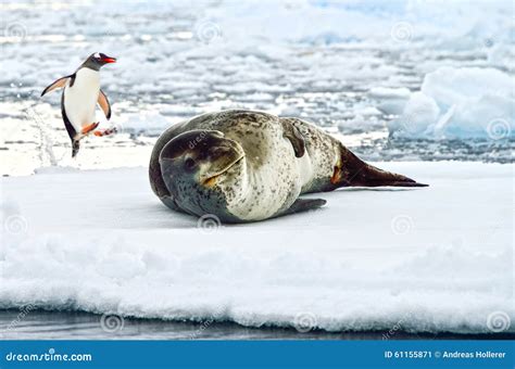 Antarctic Leopard Seal And Gentoo Penguin Stock Image Image Of Shooting