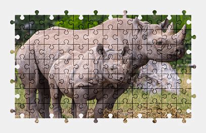 Rhinoceros Jigsaw Puzzles Online