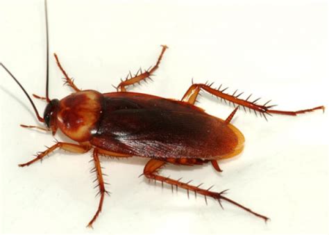 Cepec Ltda Cucaracha Americana Periplaneta Americana
