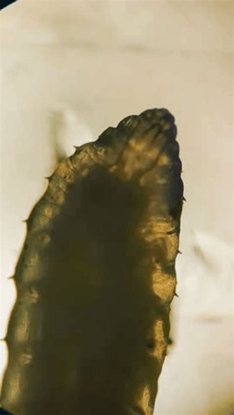 Live Maggot Under Microscope Forensic Entomology Stock Footage Video