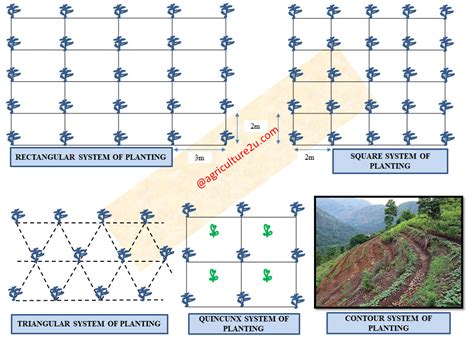 Comparing Fruit Planting Methods Uncovering The Best Approach Riveal