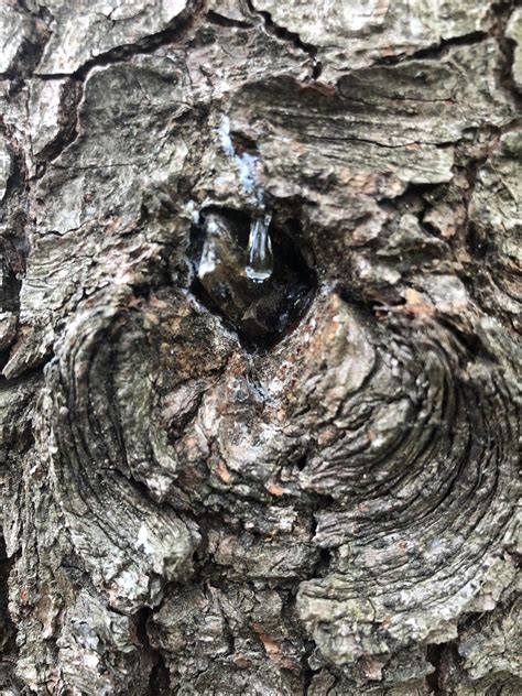 A Drop Of Tree Sap Fully Hardened On This Tree In A Perfect Drop Shape