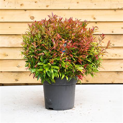 Leucothoe Scarletta Zeblid Orchard Nurseries Selby