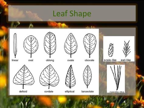 Ppt Plant Taxonomy Powerpoint Presentation Free Download Id2271693