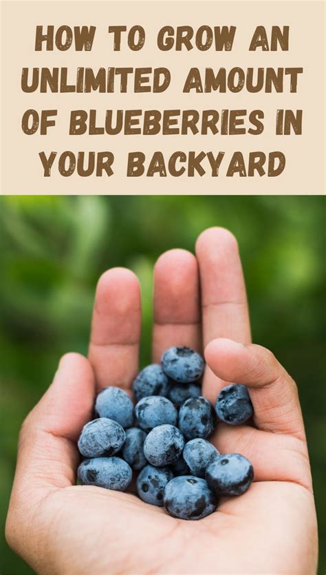 How To Grow An Unlimited Amount Of Blueberries In Your Backyard Gardening Sun Food Garden