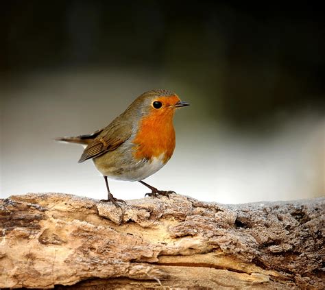 3 000 Free Robin And Bird Images Pixabay