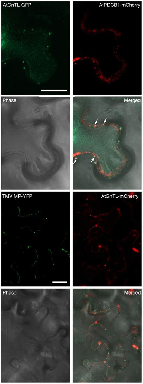 Gfp Or Yfp Fluorescence Is In Green Mcherry Fluorescence Is In Red Download Scientific