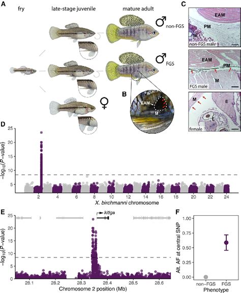 Figure 1 From Structural Genomic Variation And Behavioral Interactions Underpin A Balanced