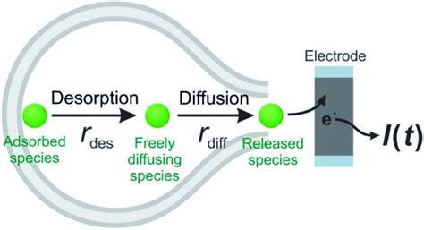 A Schematic Of The Desorptionrelease Process The Adsorbed Species