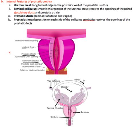 Urethral Crest