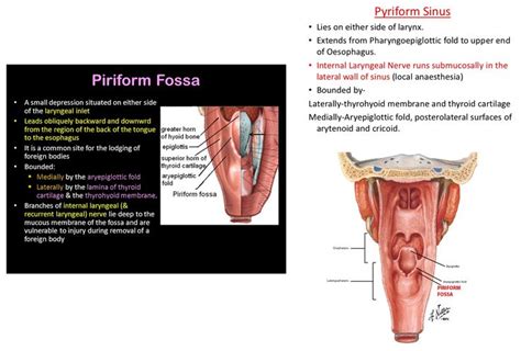 Pyriform Sinus Diagram