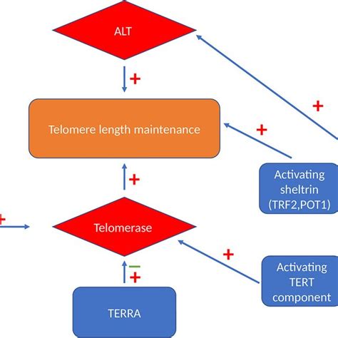 Schematic Illustration Of The Telomere And Main Telomerase Complex Download Scientific Diagram