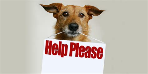 Help Animal Memes