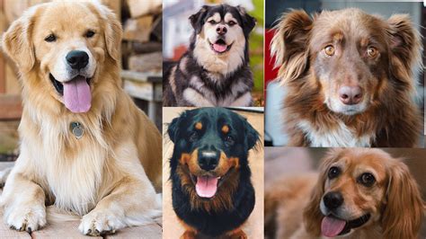 Top 20 Lovable Golden Retriever Mixes For All Types Of Households