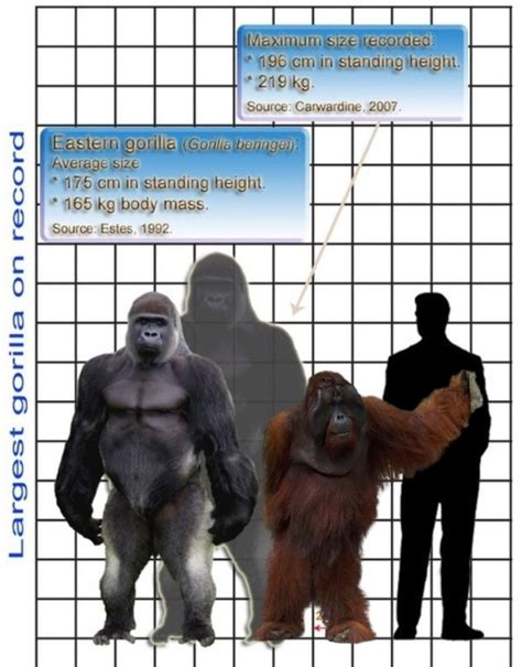 Self Made Size Comparisons Bestiary