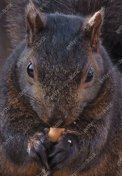A Squirrel Arrives On The Backyard Deck 이미지 2191680525 게티이미지뱅크
