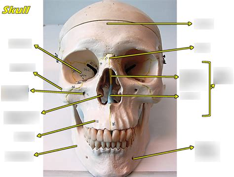 Bio 210 Practical 1 Review Skull Diagram Quizlet