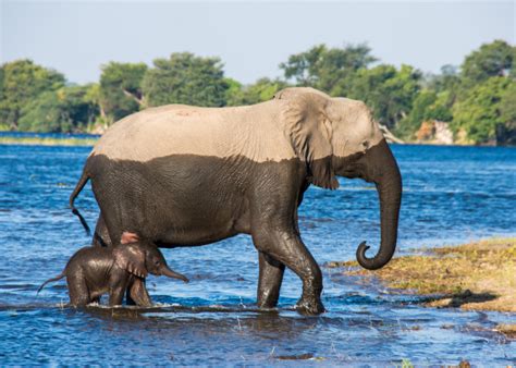 Where Elephants Roam Chobe National Park Botswana