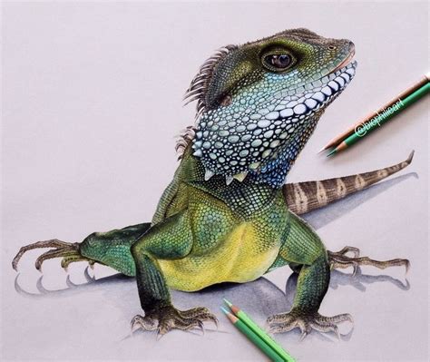 Brightly Colored Animal Pencil Drawings By Sallyann Reptile Drawings