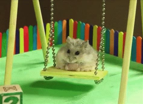Surprised White Hamster 