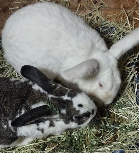 Astrigent Time By Mr Scarlet Nokitsune On Deviantart