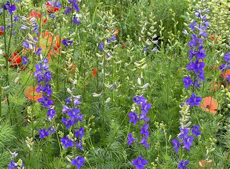 Where Do Larkspur Flowers Grow