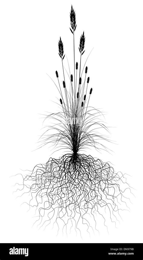 Grass With Roots Stock Vector Image And Art Alamy