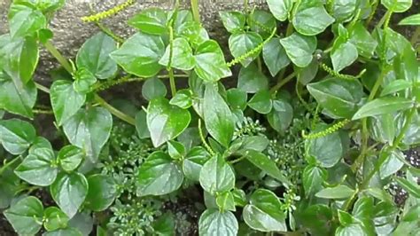 Pansit Pansitan Isinusulong Bilang Natural Cure Para Sa Gout Bombo