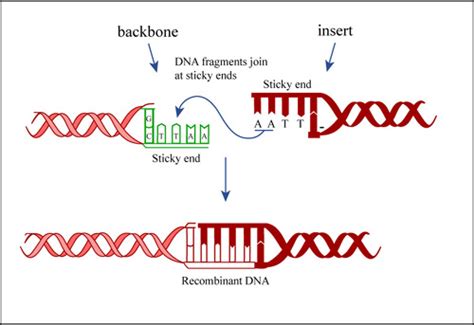Dna Ligase