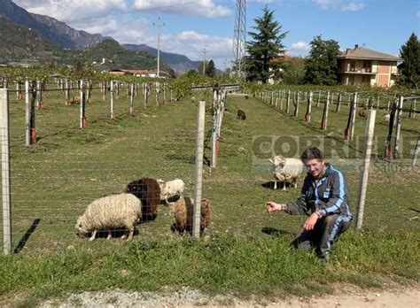 Revello Pecore Nane Per Ripulire Gli Spazi Verdi La Proposta Di Un Imprenditore Agricolo