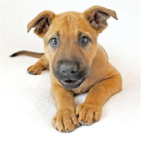 This Cute Pupper 🐶 R Cute