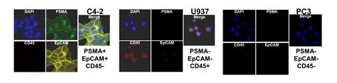 Pdf Functional Characterization Of Circulating Tumor Cells With A Prostate Cancer Specific