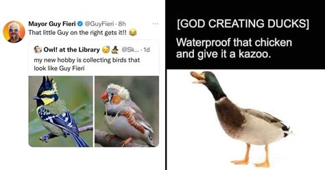 Bird Memes For Avian Enthusiasts Memebase Funny Memes