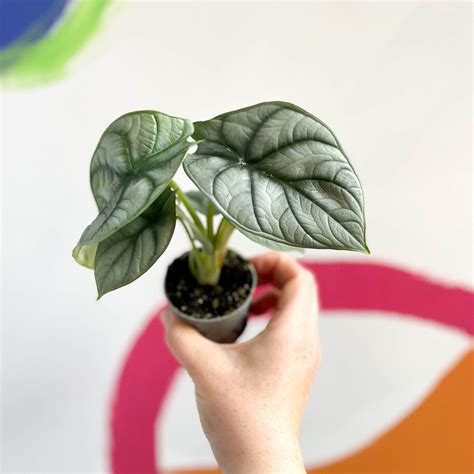 Alocasia Baginda Silver Dragon Sprouts Of Bristol